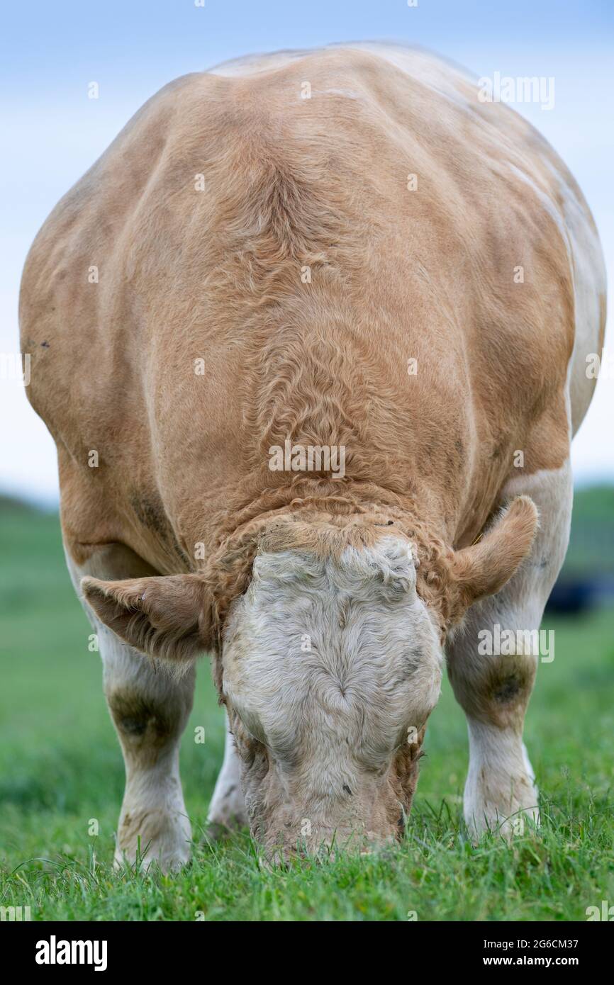 Scottish bull in field hi-res stock photography and images - Alamy