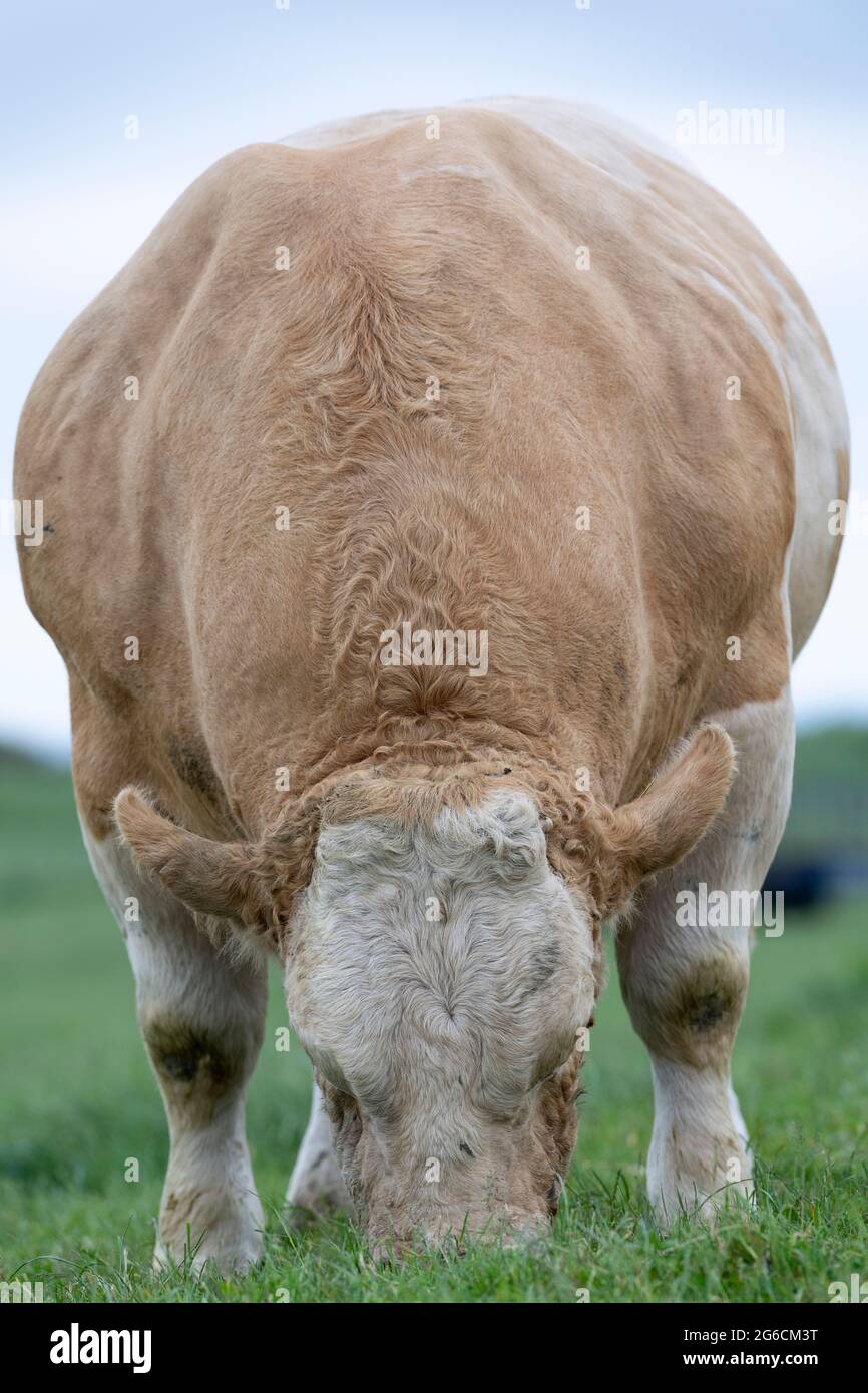 Pedigree British Simmental bull grazing in pasture, Annan, Scotland, UK ...