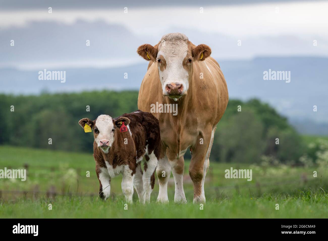 Simmental Cross High Resolution Stock Photography and Images - Alamy
