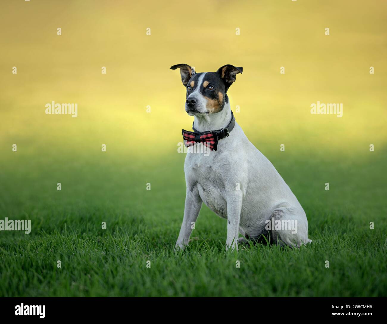 beautiful dog with a bow on his neck on a background of green grass ...
