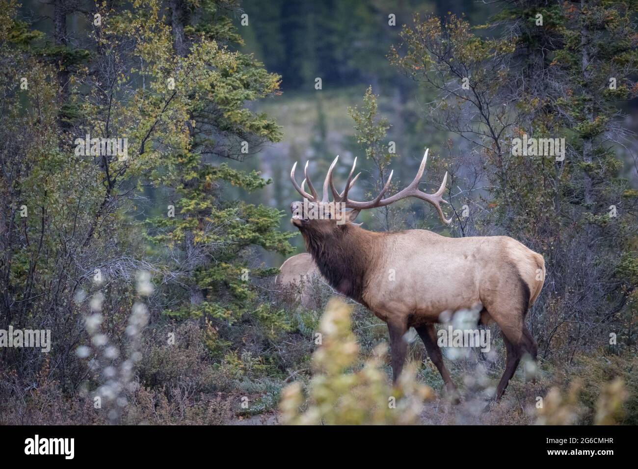 Dominant Bull elk bugling in its territory Stock Photo - Alamy
