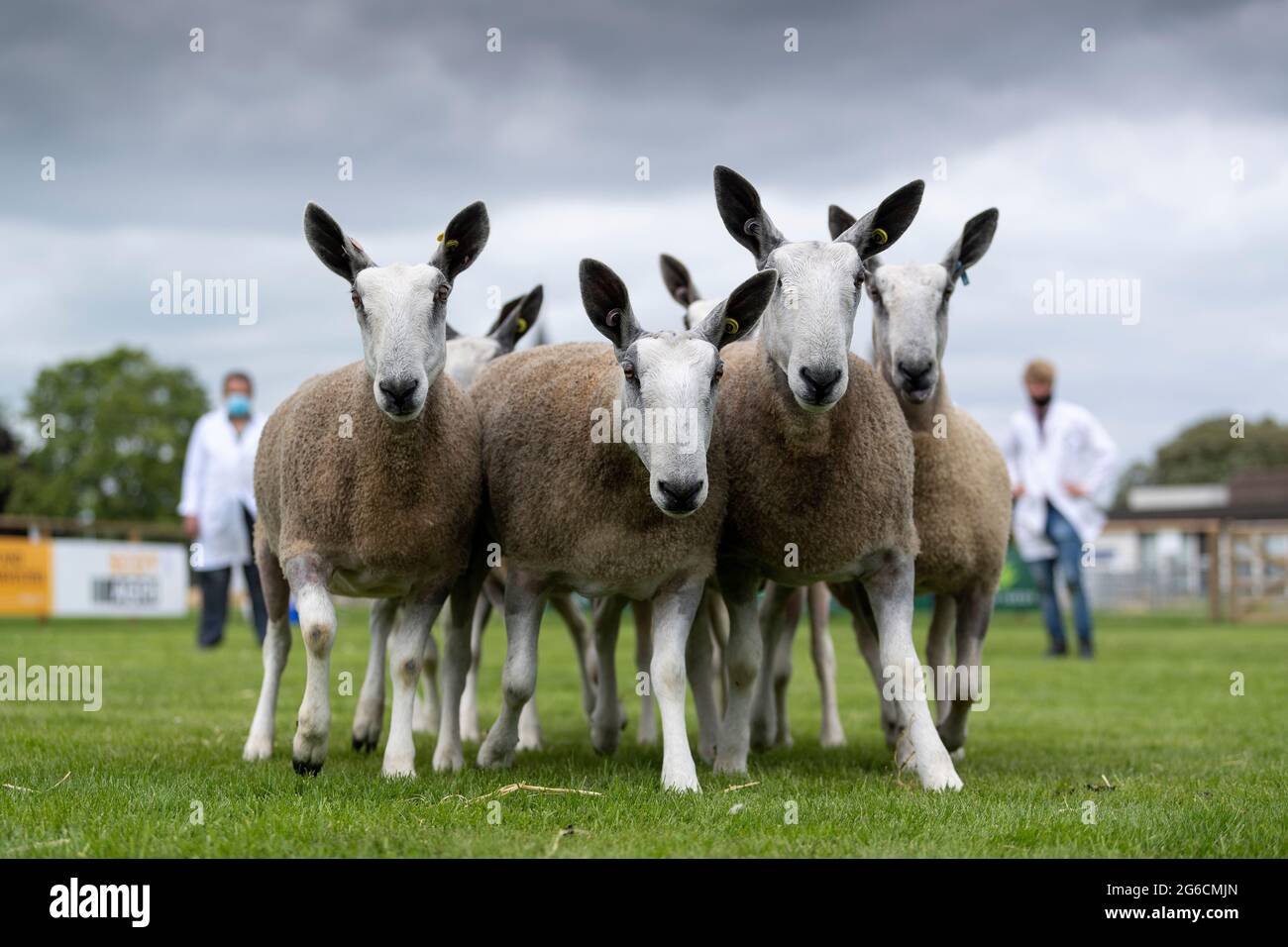 Judging Blue Faced Leicester classes during the Covid-19 pandemic, at ...