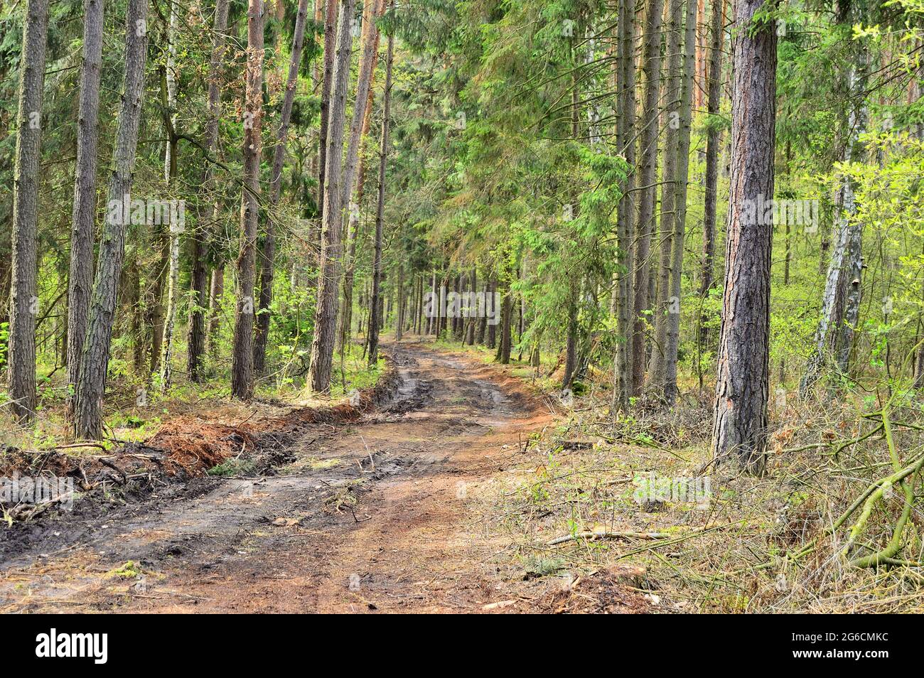 Mud forest road among green pines. Summer Stock Photo - Alamy
