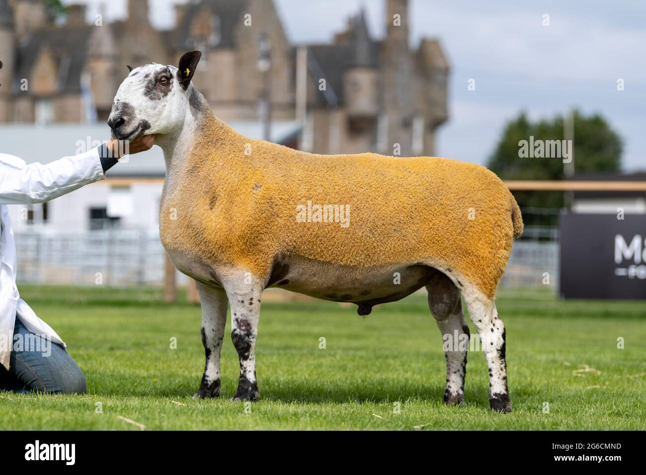 English leicester sheep hi-res stock photography and images - Alamy