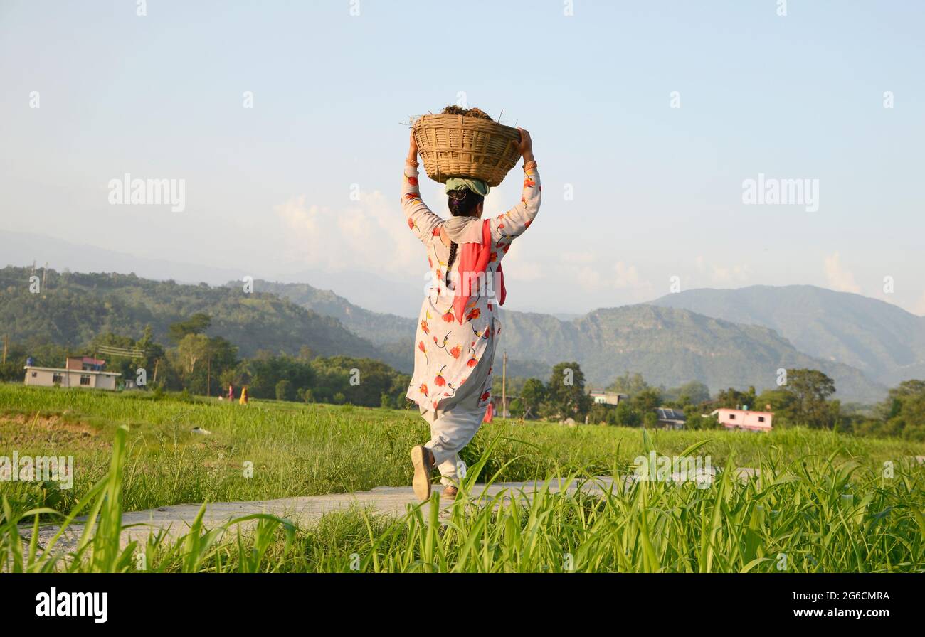Women carrying cow dunck on her head - smelly manure to spread on the ...