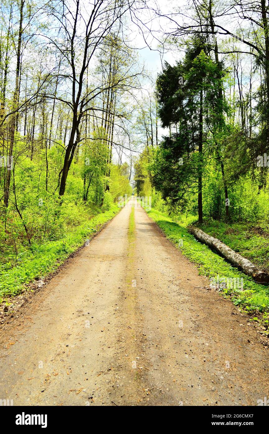 Mud forest road among green pines. Summer Stock Photo - Alamy