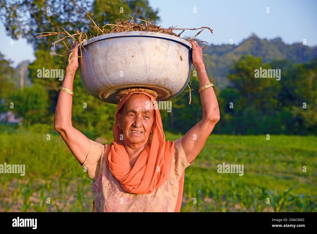Women carrying cow dunck on her head - smelly manure to spread on the ...
