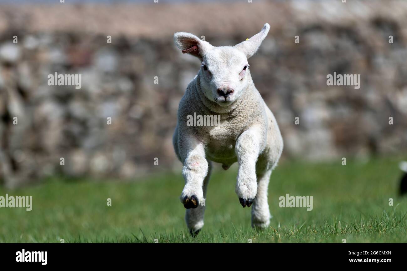 The leap of the sheep hi-res stock photography and images - Alamy
