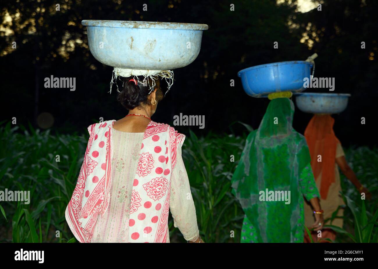 Women carrying cow dunck on her head - smelly manure to spread on the ...