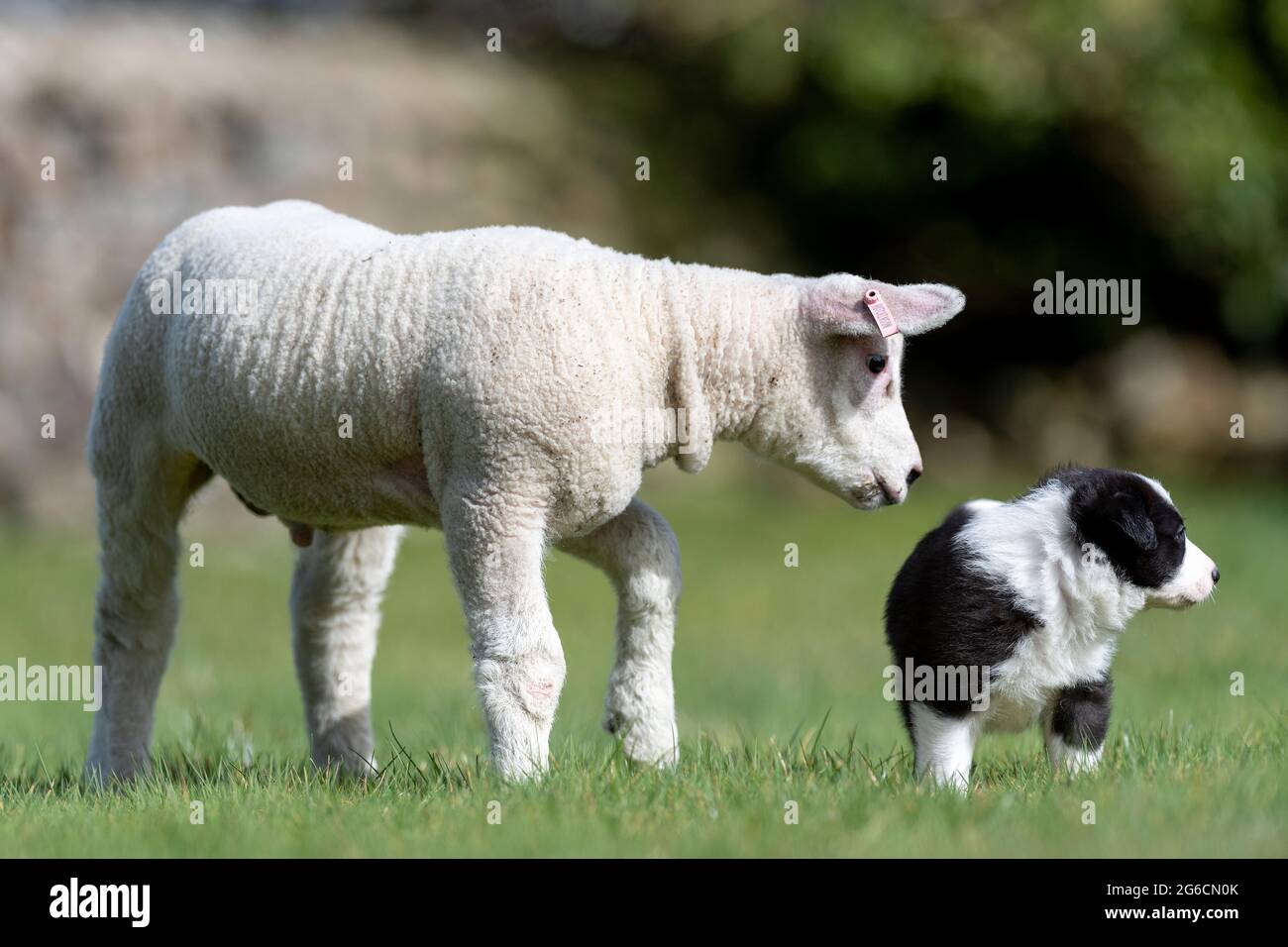Border collie sheep puppy hi-res stock photography and images - Alamy