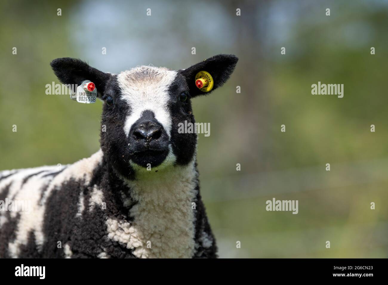 Dutch Spotted sheep with lambs at foot. Cumbria, UK Stock Photo - Alamy