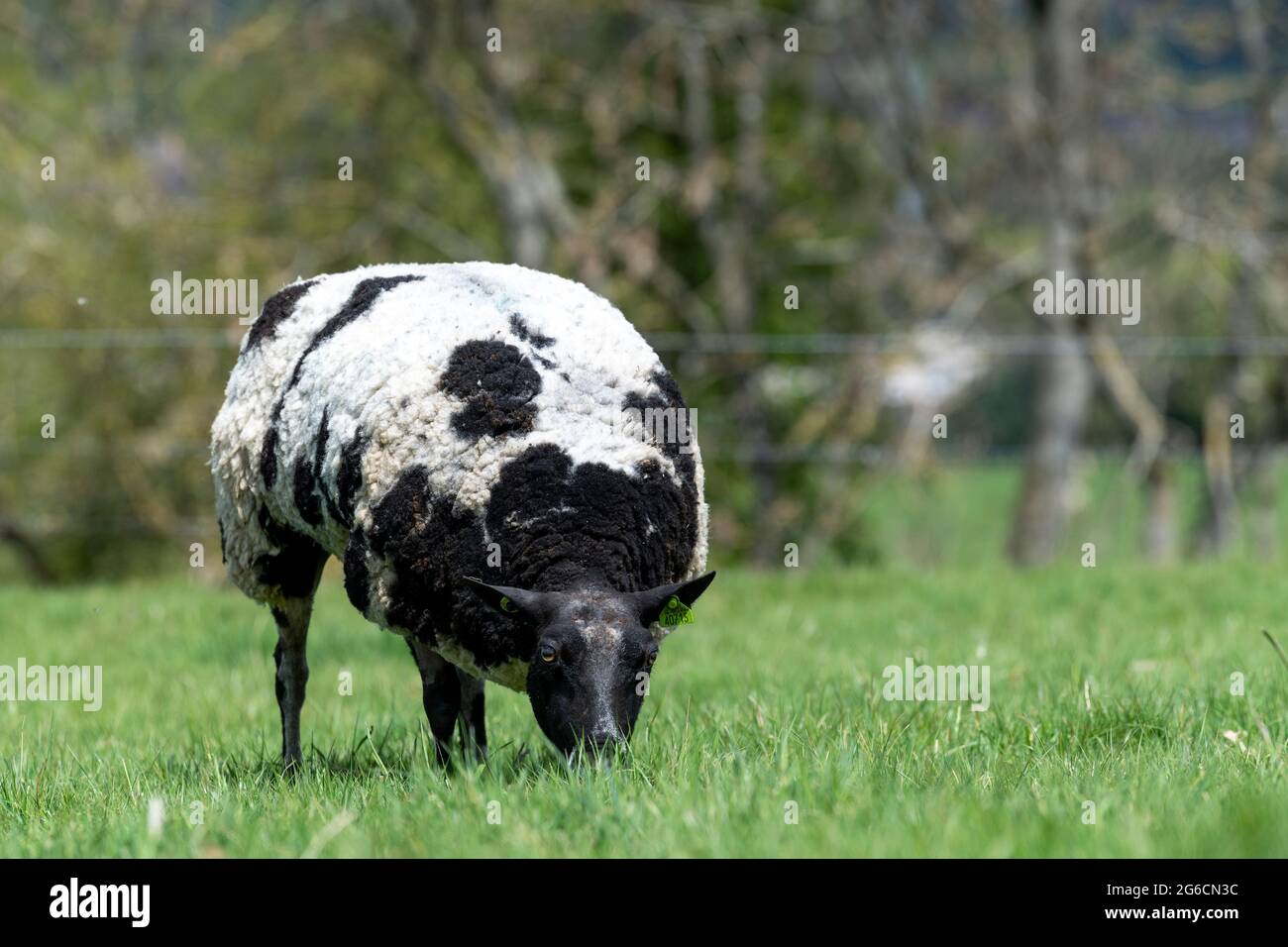 Dutch spotted sheep hi-res stock photography and images - Alamy