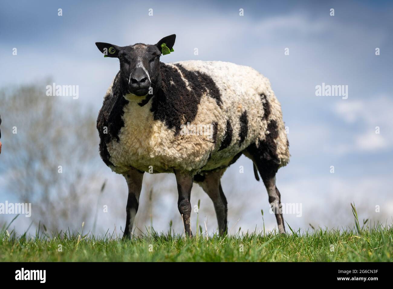 Dutch spotted sheep hi-res stock photography and images - Alamy