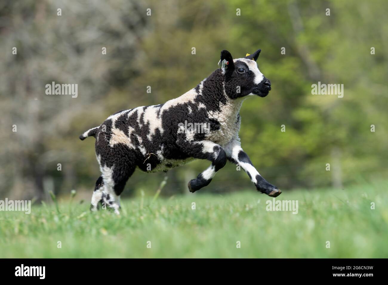 Dutch spotted sheep hi-res stock photography and images - Alamy