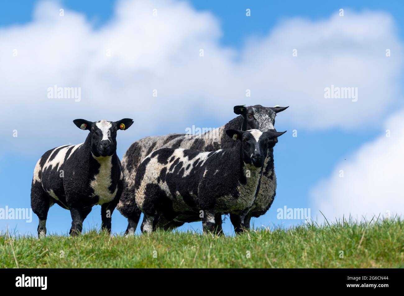 Dutch spotted sheep hi-res stock photography and images - Alamy