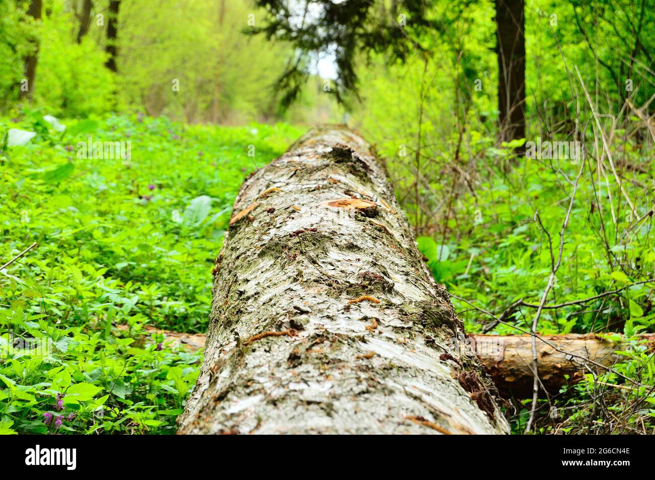 A felled tree in the forest overgrown with moss and plants. Forest ...
