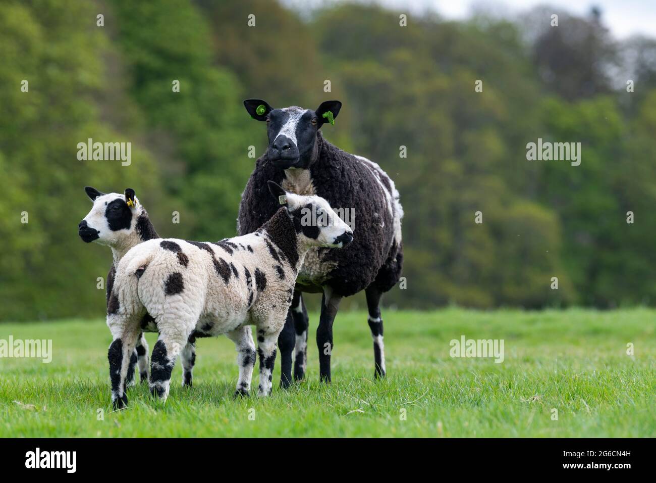 Dutch spotted sheep hi-res stock photography and images - Alamy