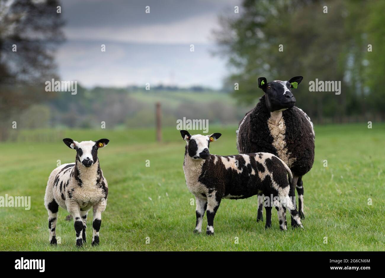 Dutch spotted sheep hi-res stock photography and images - Alamy