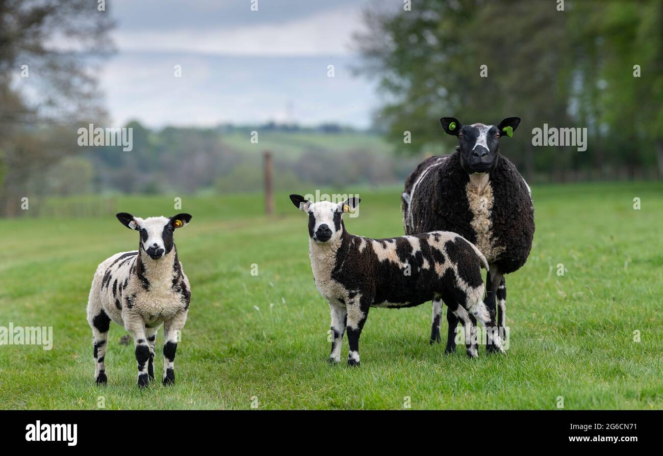 Dutch Spotted sheep with lambs at foot. Cumbria, UK Stock Photo - Alamy