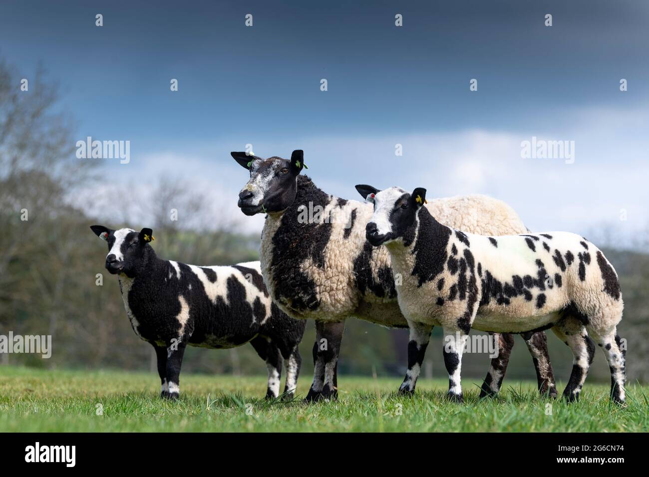 Dutch spotted sheep hi-res stock photography and images - Alamy