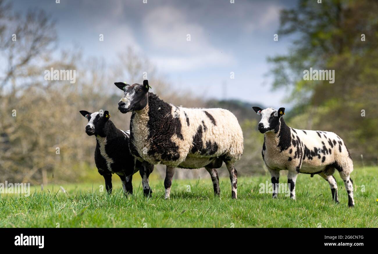 Dutch Spotted sheep with lambs at foot. Cumbria, UK Stock Photo - Alamy