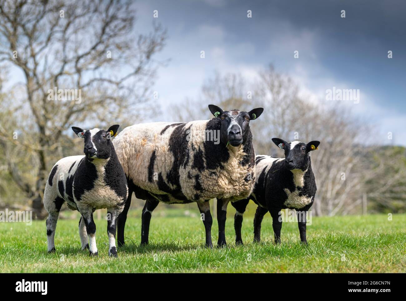 Dutch spotted sheep hi-res stock photography and images - Alamy