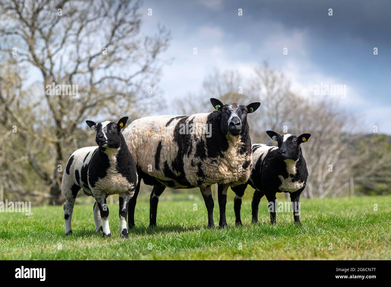 Dutch Spotted sheep with lambs at foot. Cumbria, UK Stock Photo - Alamy