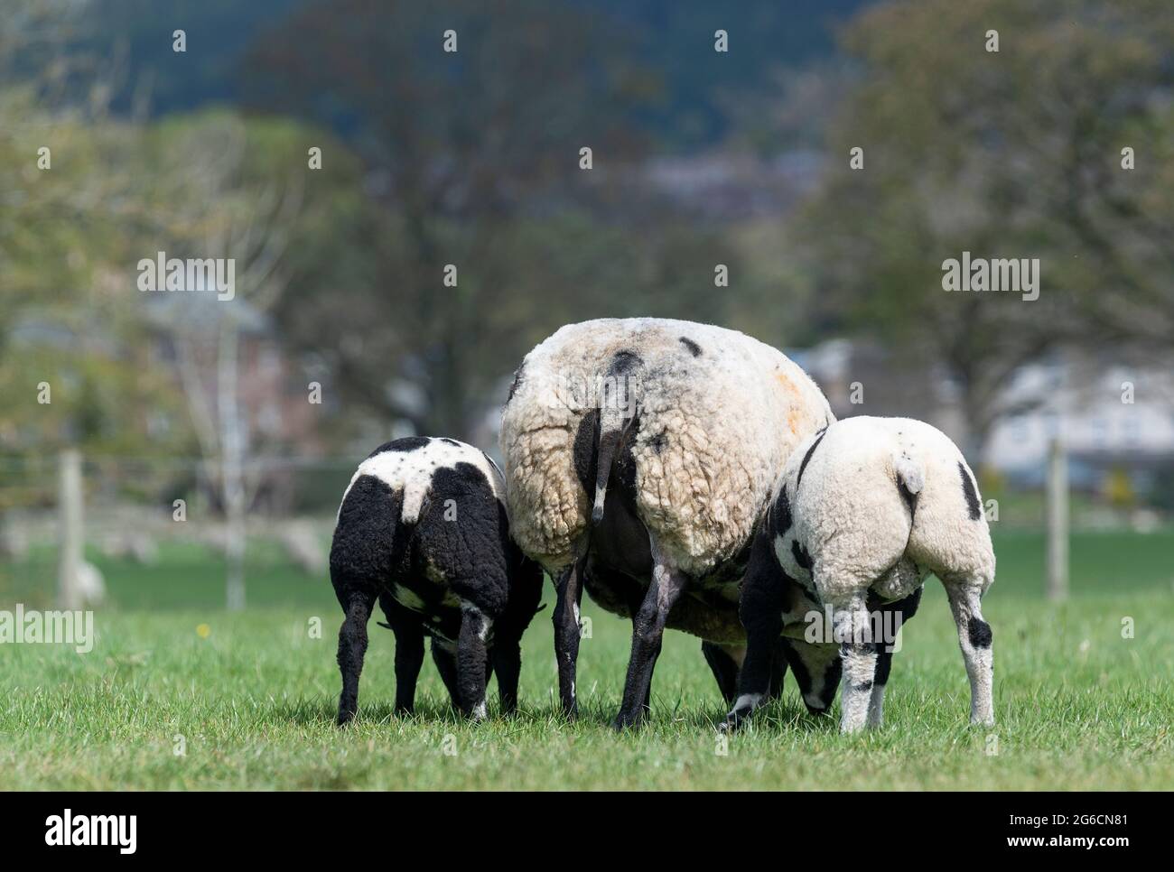Dutch Spotted sheep with lambs at foot. Cumbria, UK Stock Photo - Alamy