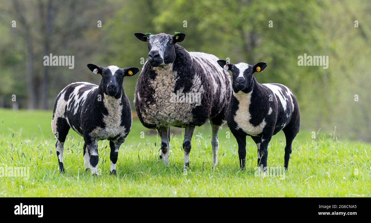Dutch Spotted sheep with lambs at foot. Cumbria, UK Stock Photo - Alamy
