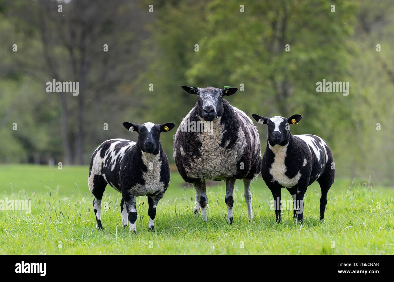 Dutch spotted sheep hi-res stock photography and images - Alamy
