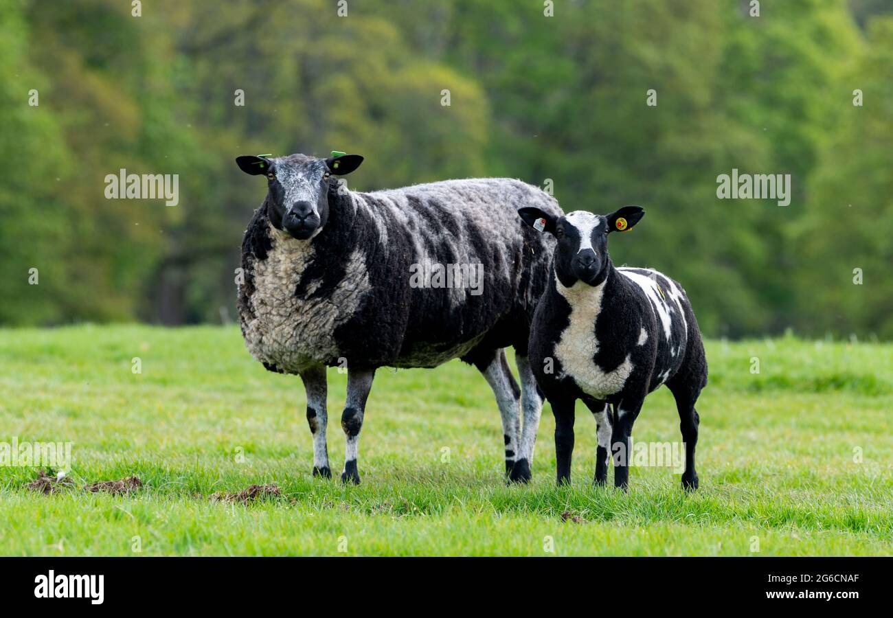 Dutch lambs hi-res stock photography and images - Alamy