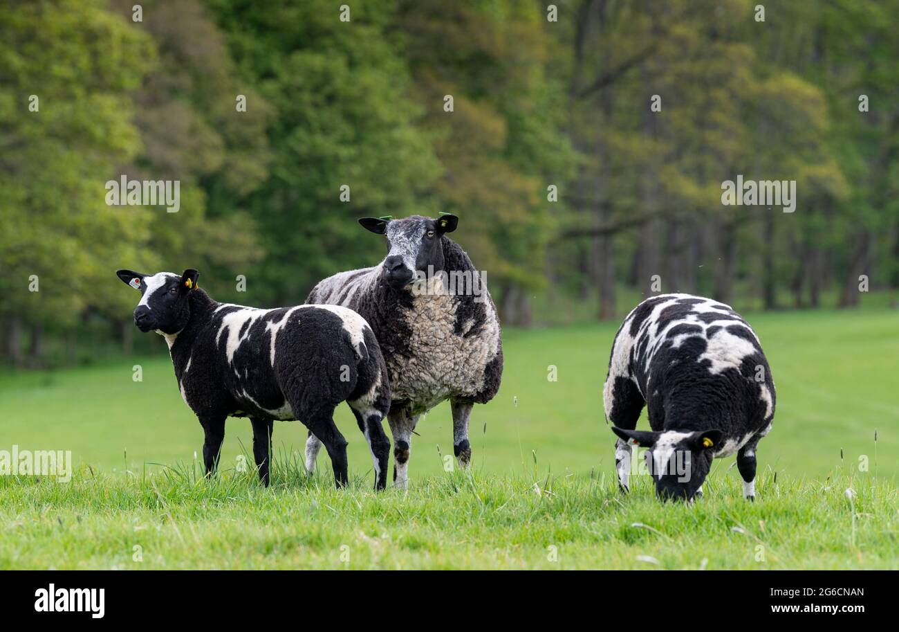 Dutch Spotted sheep with lambs at foot. Cumbria, UK Stock Photo - Alamy