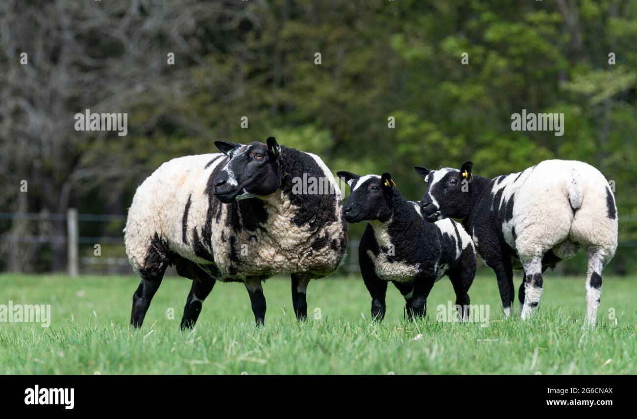 Dutch spotted sheep hi-res stock photography and images - Alamy