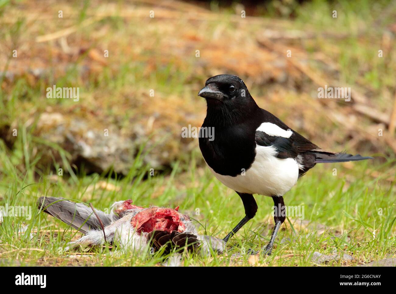 Magpie scavenging on a Sparrowhawks kill Stock Photo - Alamy
