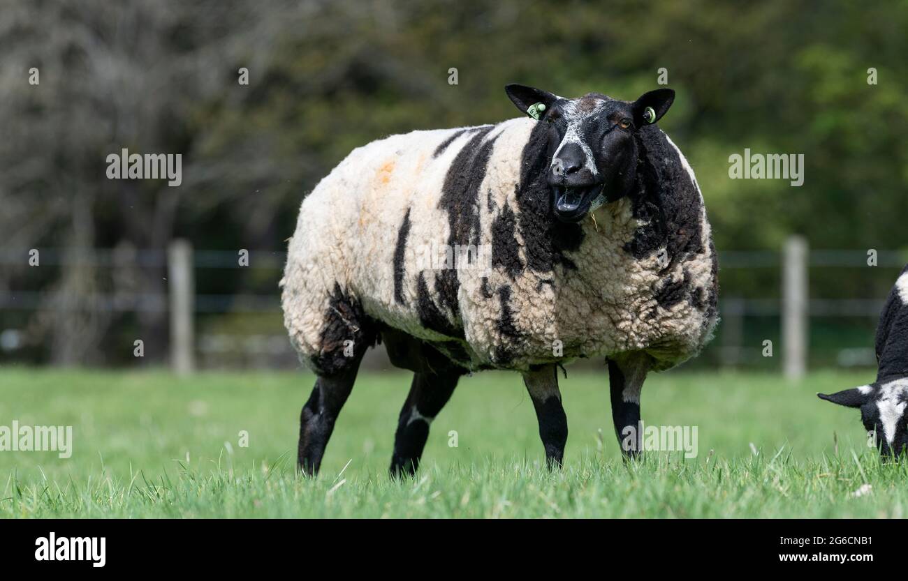 Dutch spotted sheep hi-res stock photography and images - Alamy