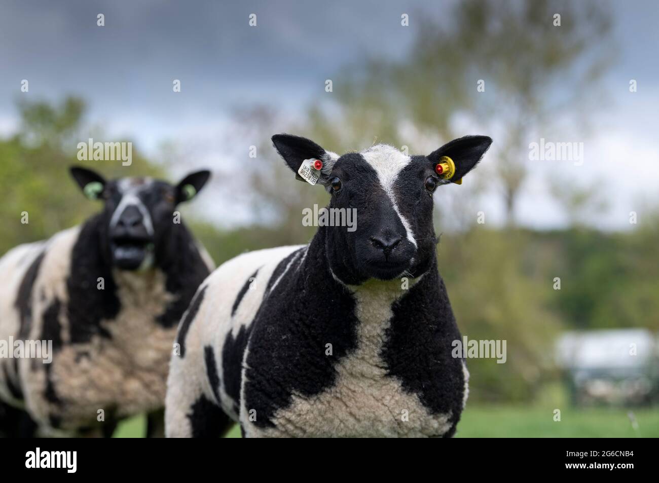 Dutch spotted sheep hi-res stock photography and images - Alamy