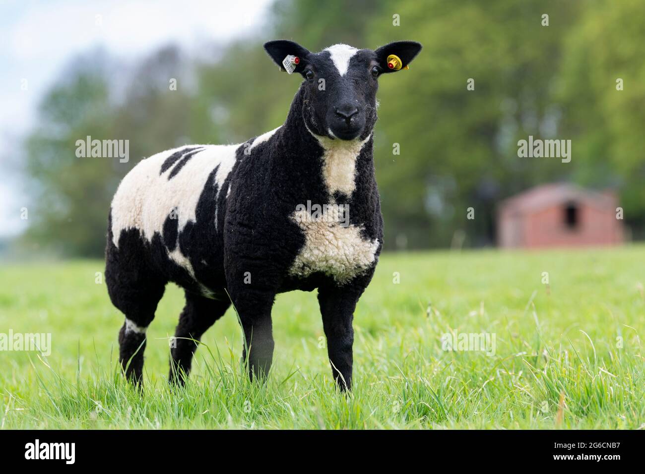 Dutch spotted sheep hi-res stock photography and images - Alamy