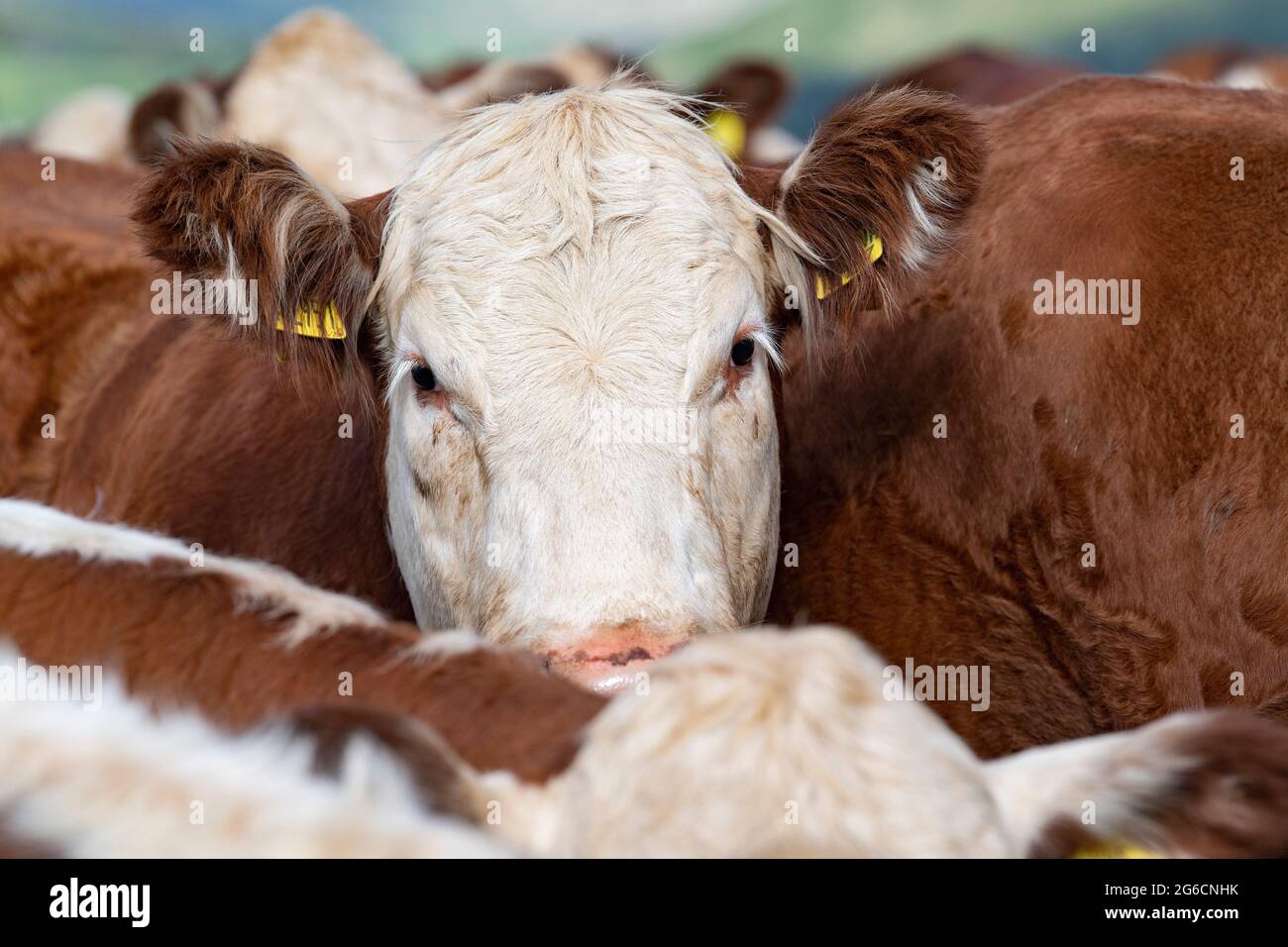 Close up of a herd of pedigree Hereford cattle, a native British Breed ...