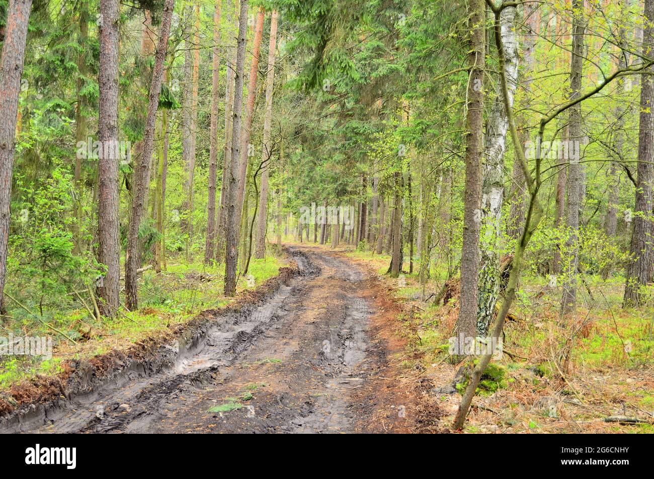 Mud forest road among green pines. Summer Stock Photo - Alamy