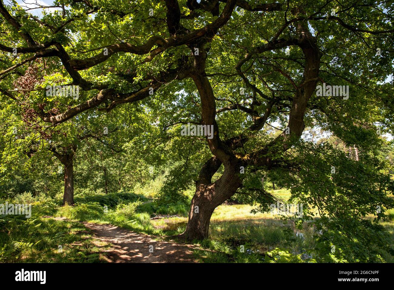 oak tree at a pond on Fliegenberg hill in the Wahner Heath, Troisdorf ...