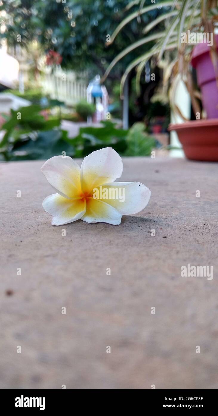 Flowers hanging from pot and fallen Stock Photo - Alamy