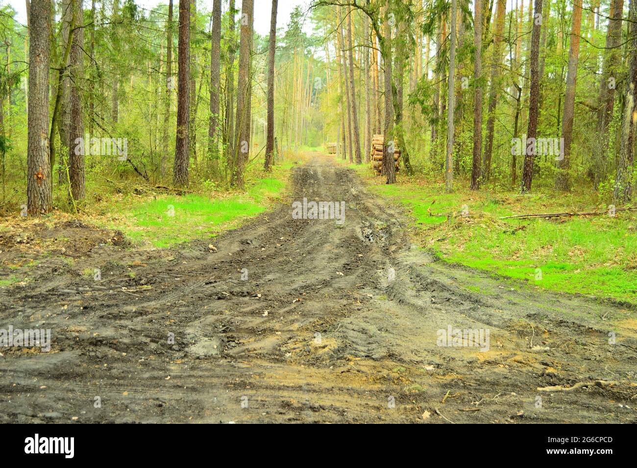Mud forest road among green pines. Summer Stock Photo - Alamy
