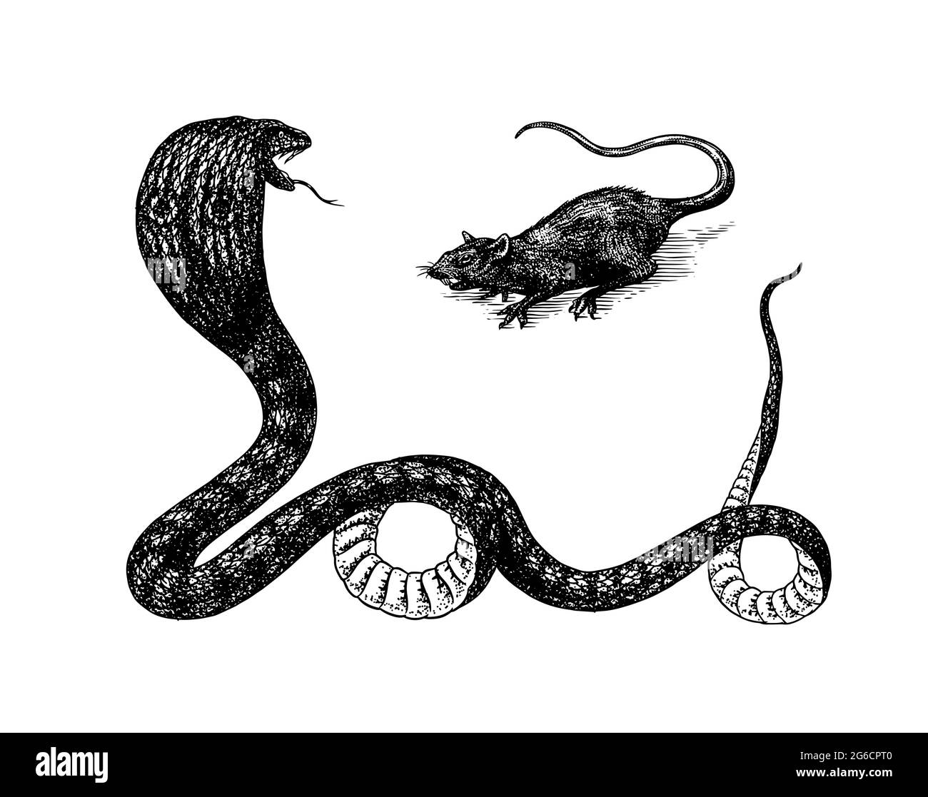 Indian cobra. Spectacled or Asian or binocellate. Venomous snake ...