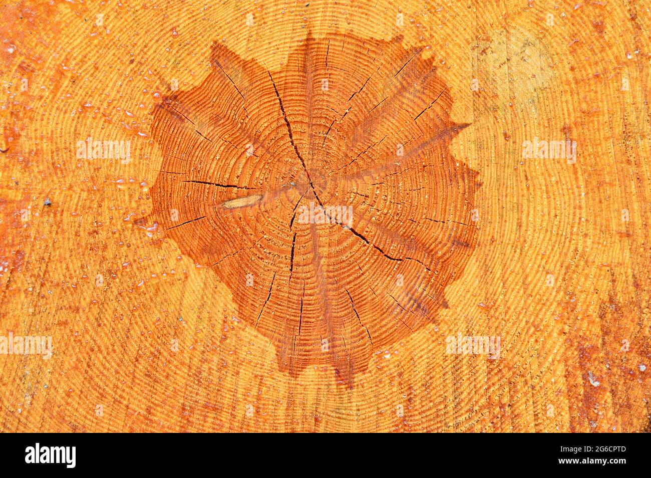 Tree cross section white oak hi-res stock photography and images - Alamy