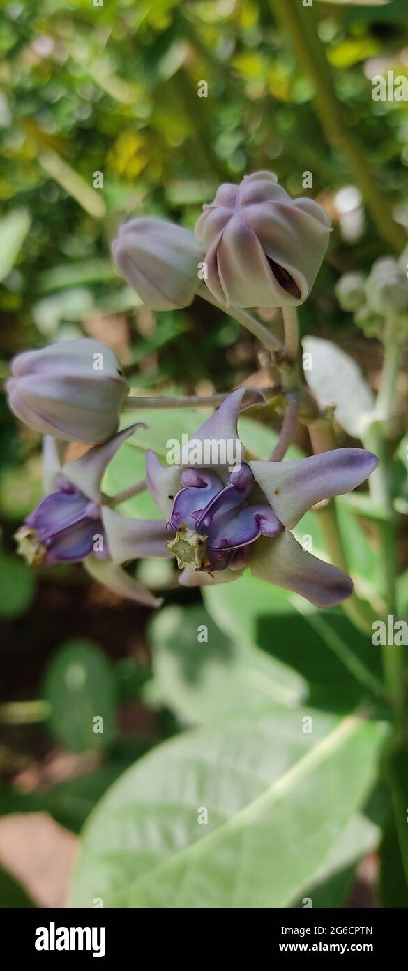 Giant tropical calotropis in garden Stock Photo - Alamy