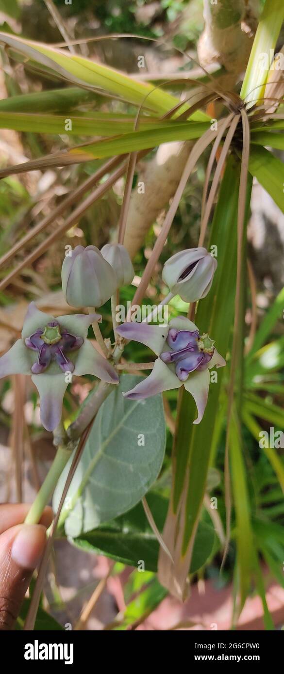 Giant tropical calotropis in garden Stock Photo - Alamy