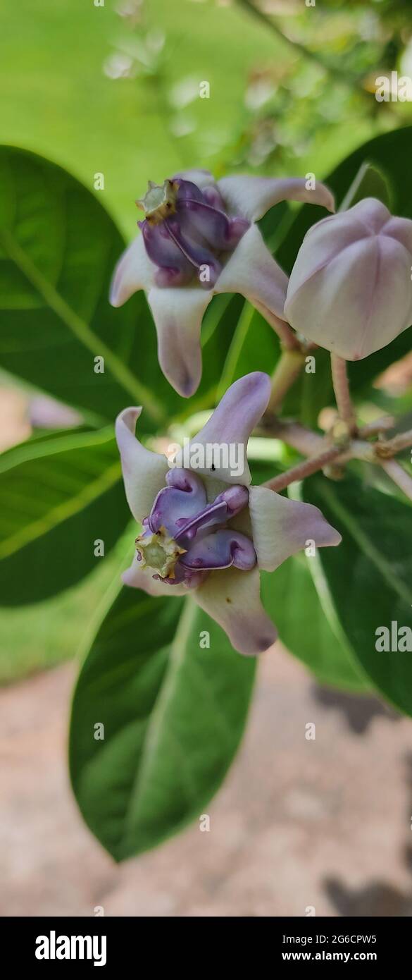 Giant tropical calotropis in garden Stock Photo - Alamy
