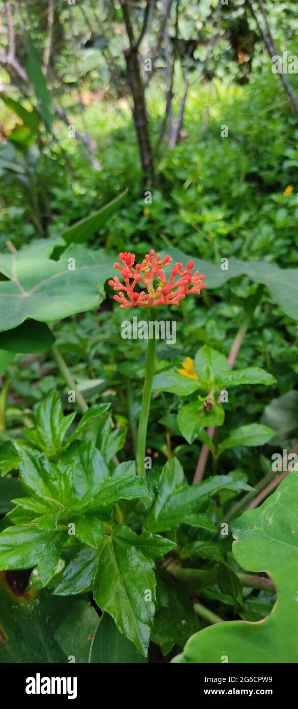Red milkweed flower hi-res stock photography and images - Alamy