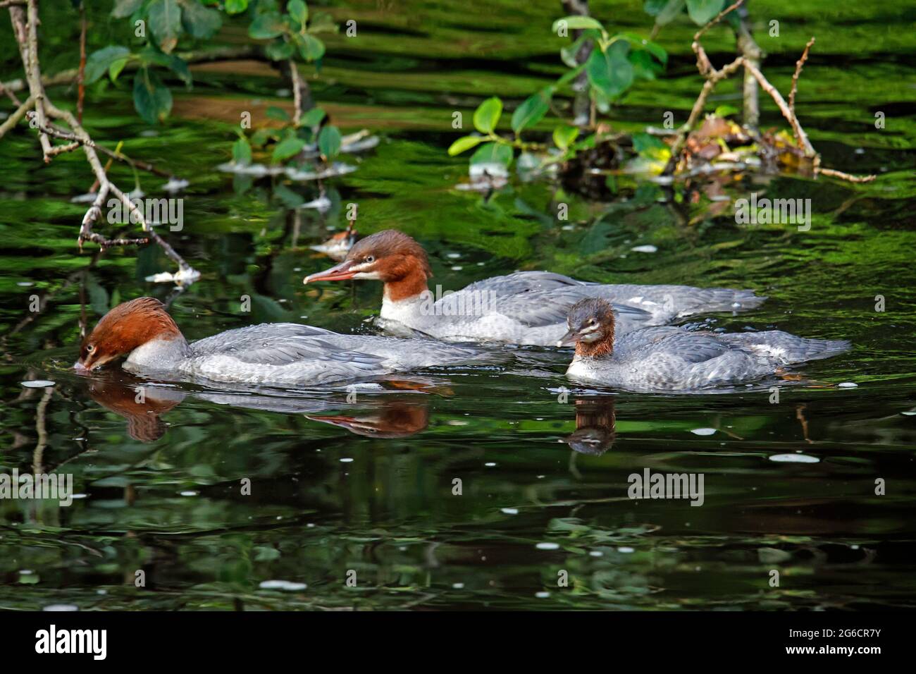 Juvenile goosander fishing on the river Stock Photo - Alamy
