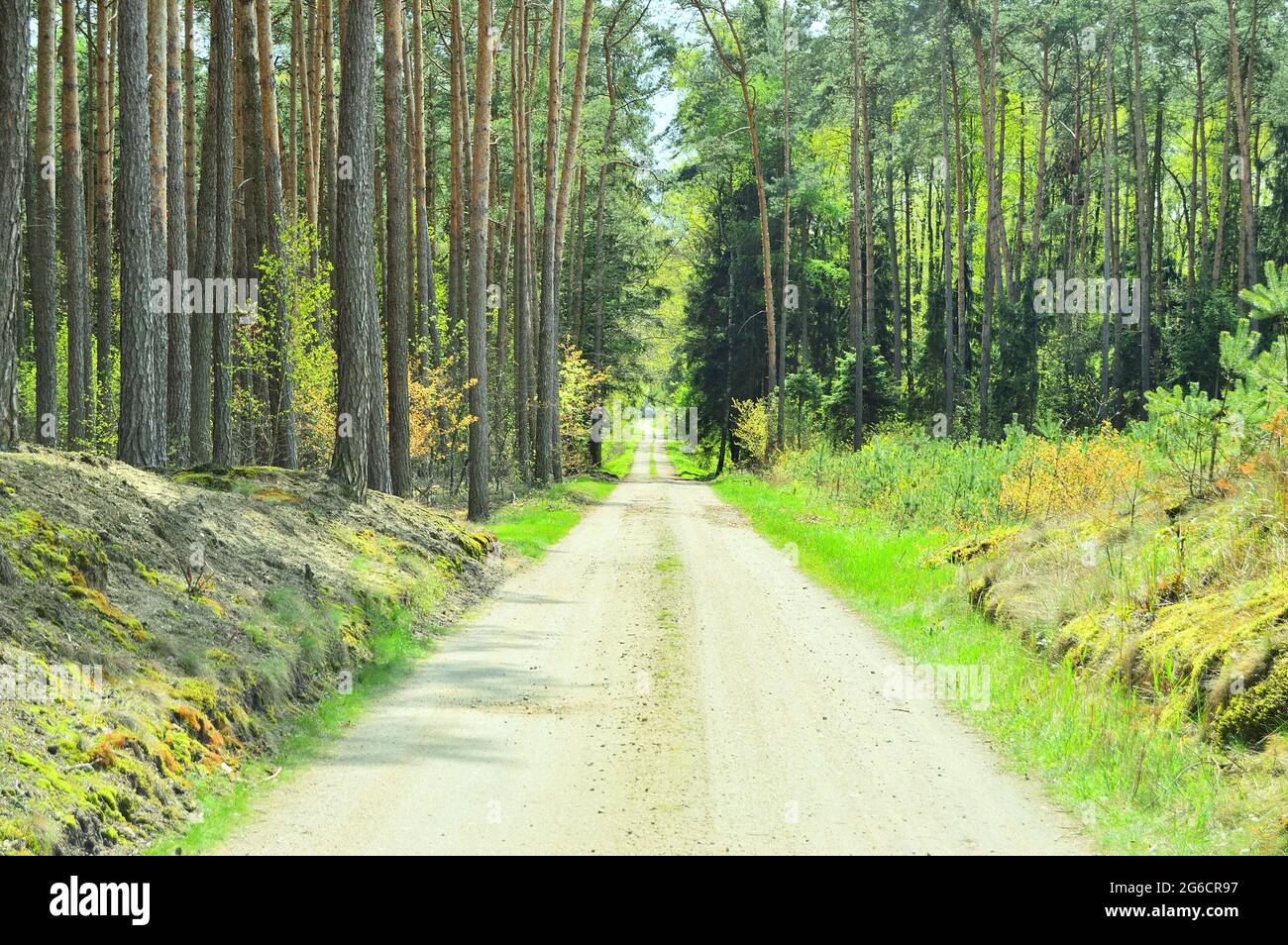 Mud forest road among green pines. Summer Stock Photo - Alamy